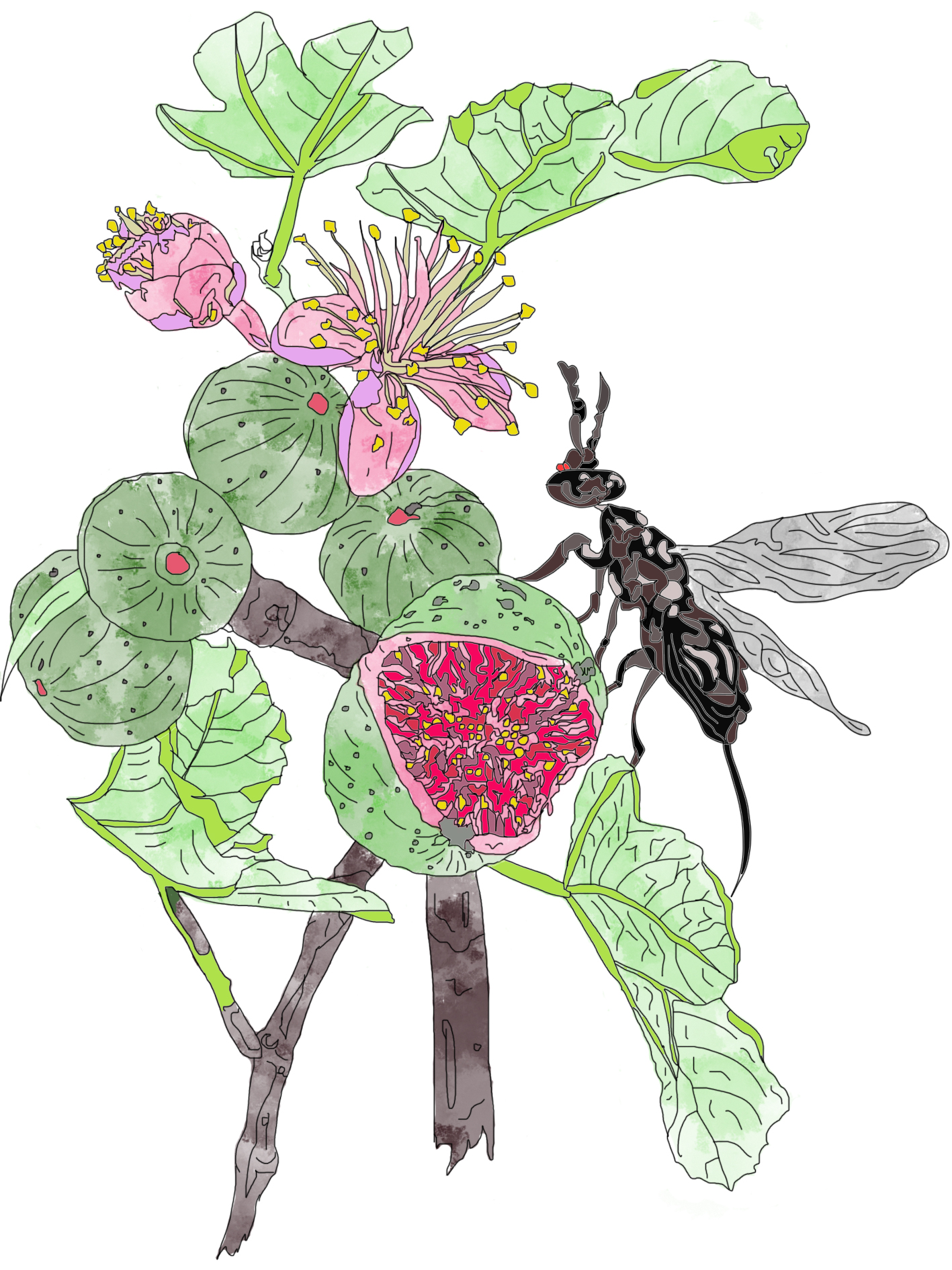 Fig wasps and their hosts – Kinesis Magazine