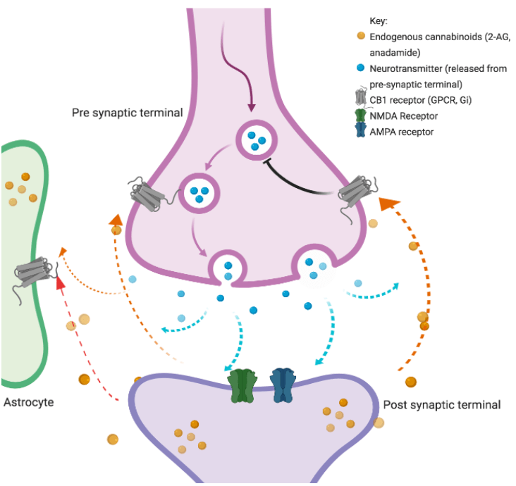 From “weed” to wonder cure