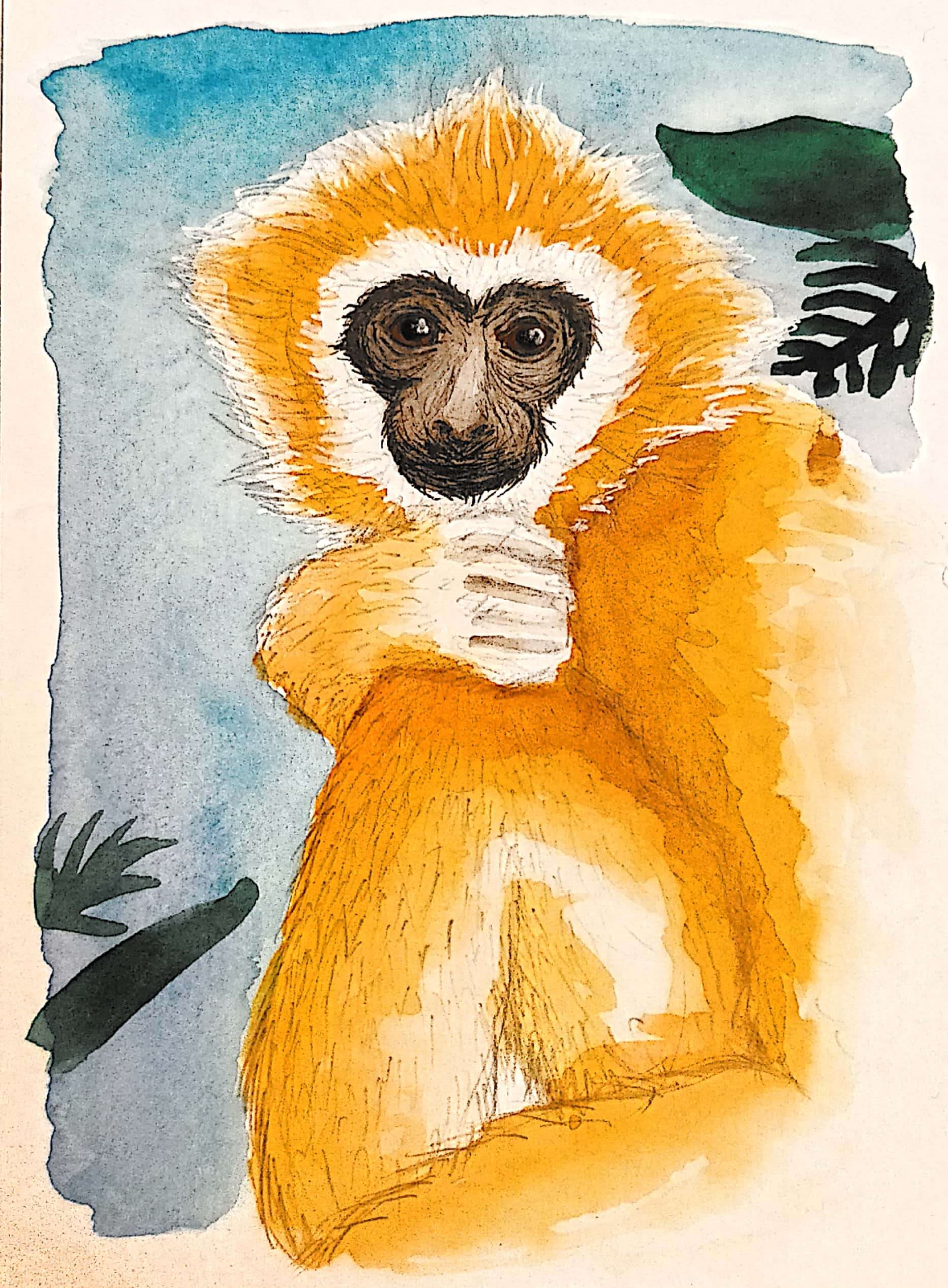The Hainan gibbon: Hybridising a species to save it – Kinesis Magazine
