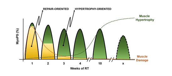 What is muscle hypertrophy and how does it work?