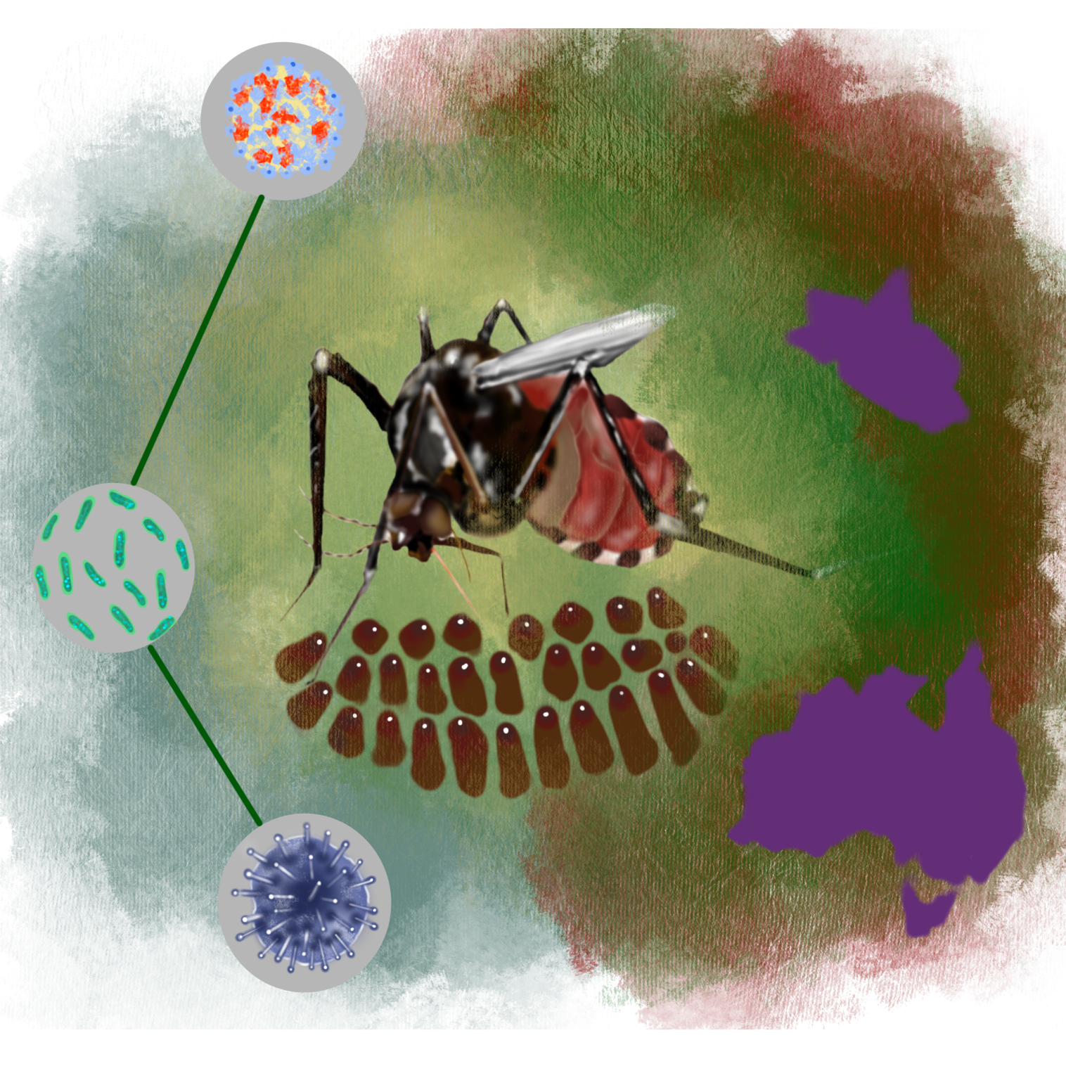 Wolbachia: How the world’s most successful insect symbiont is being ...